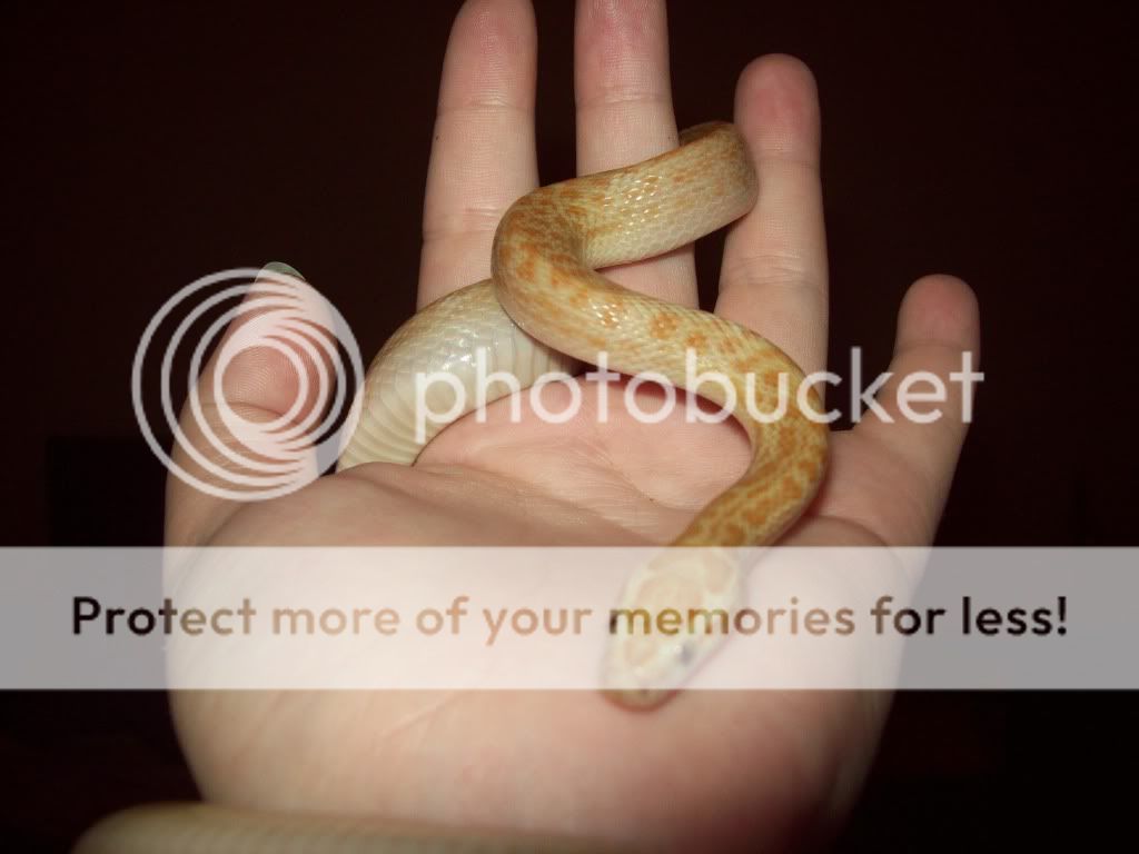 Albino House Snake Photos | Reptile Forums