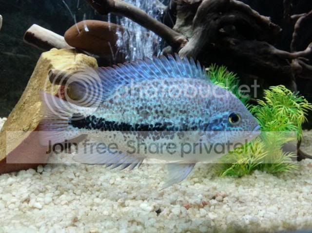 Fish of the month.... winner's Gallery | Tropical Aquariums SA
