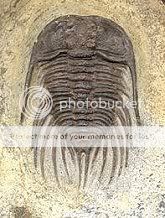 Trilobites?....... | Fish Forum